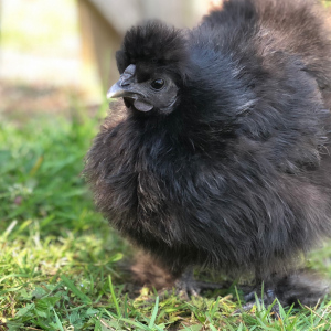 Meet Emmy Lou, Our Chicken - Kindred Community Farm Sanctuary