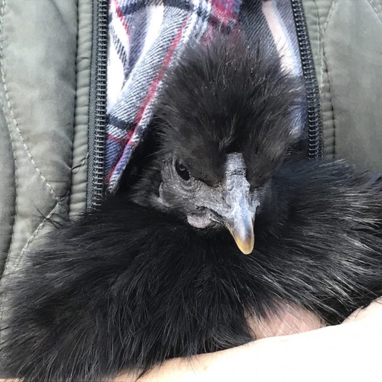 Meet Emmy Lou, Our Chicken - Kindred Community Farm Sanctuary
