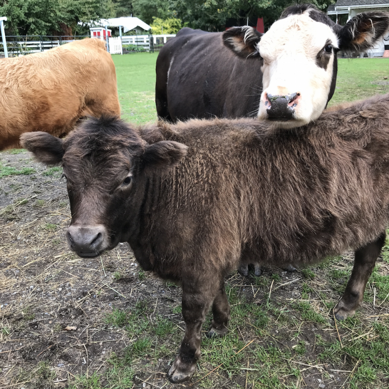 Meet Clover, Our Resident Cow - Kindred Community Farm Sanctuary