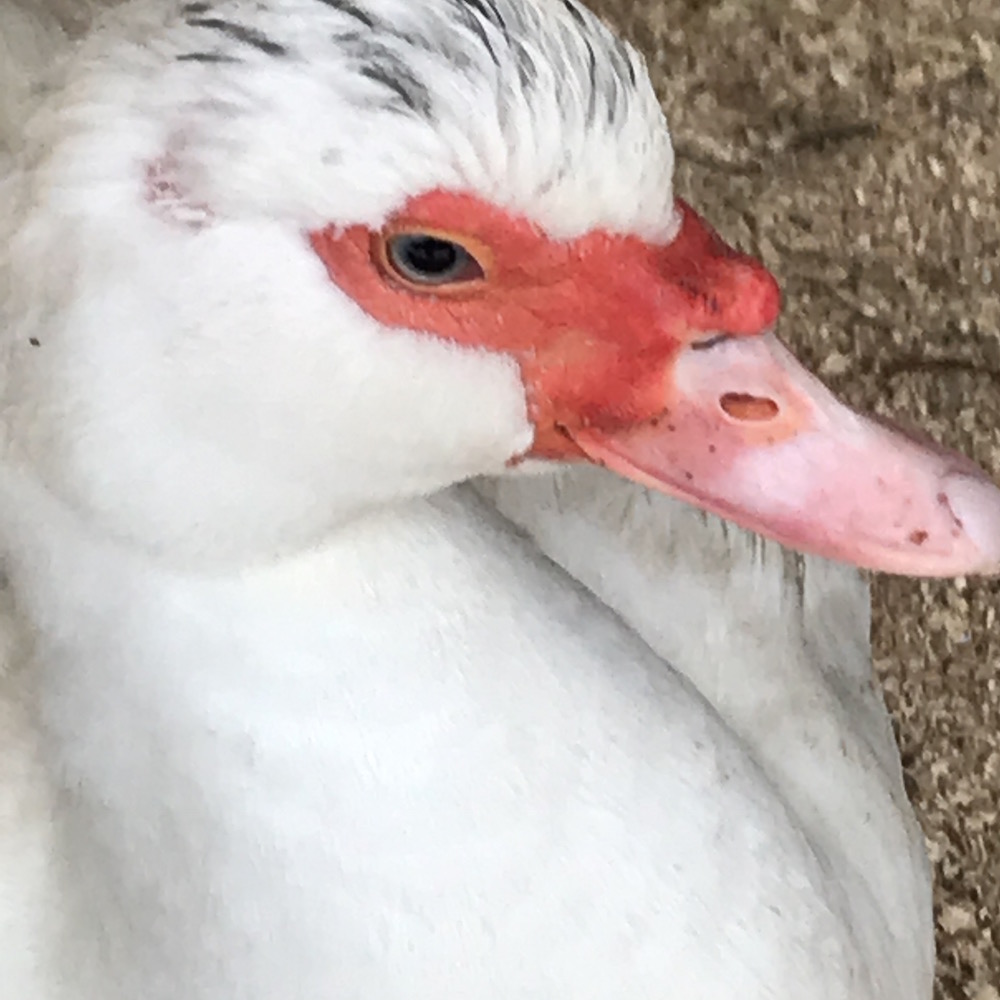 Meet Juniper, Our Resident Duck - Kindred Community Farm Sanctuary