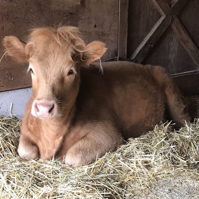 Meet Peanut, Our Resident Cow - Kindred Community Farm Sanctuary