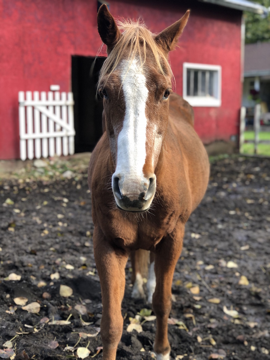Meet Chase, Our Resident Horse - Kindred Community Farm Sanctuary