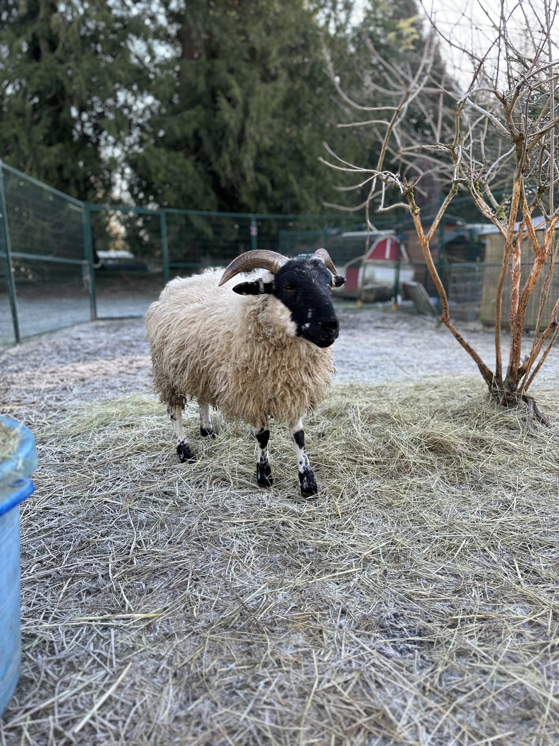 Meet Willow, Our Sheep - Kindred Community Farm Sanctuary