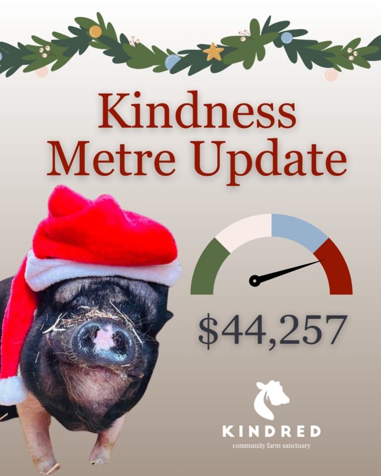 12 Days of Kindness Campaign - Kindred Community Farm Sanctuary